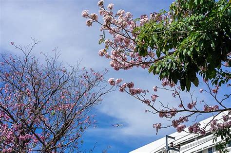 7 จุดถ่ายภาพ ต้นชมพูพันธุ์ทิพย์ ปี 2562 สายหวานไม่ควรพลาด