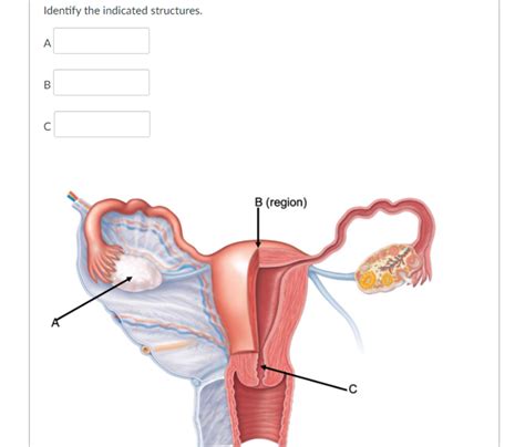 Solved Identify the indicated structures A A B С B region Chegg com