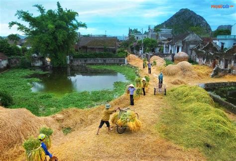 Thả Hồn Với Những Hình ảnh Làng Quê Việt Nam đẹp Bình Dị