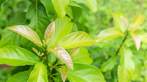 Close Up Young Leaves Of A Branched Avocado Tree In A Garden With
