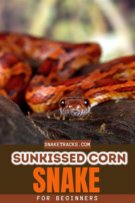 Corn Snake Morphs 38 Different Types Artofit