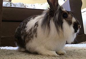 Deciding On A Rabbit Wabbitwiki