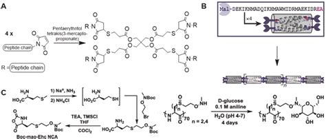 a michael addition of the maleimide functionalized peptide bundlemers download scientific