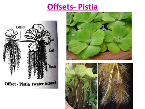 Stem Modifications Pptx
