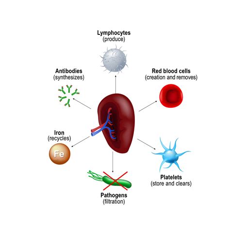 Splenectomy — Hepatobiliary And Upper Gastrointestinal Surgery