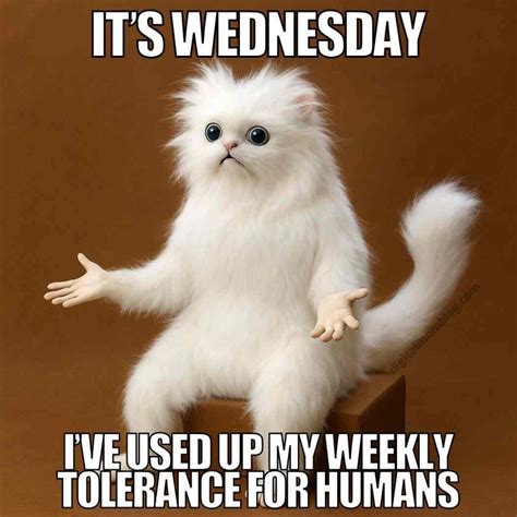 Funny Wednesday Memes To Get You Over The Hump