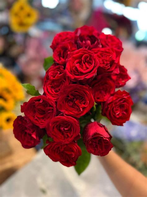 กุหลาบดอกใหญ่ ส ว ย มาก สั่ ง วันนี้มีส่วน ล ด พร้อม ส่ ง ฟ รี 10 กิโลเมตร🎈 ️🌹 💥ร้านเปิดทุกวัน9