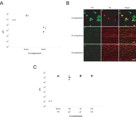 Prv Bartha But Not Ge Gi Or Us9 Null Single Mutants Have A Slight