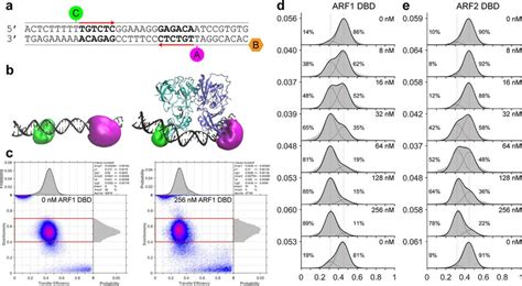Single Molecule Fret Analysis Of Arf Dna Interaction A Schematic Download Scientific Diagram