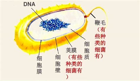 3分钟搞定难提取的微生物样本，包括革兰氏阳性菌 细菌 细胞壁 真菌