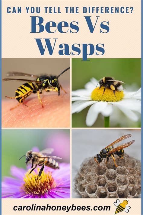 How To Identify A Bee Nest Vs Wasp Nest Each Insect Has A Different