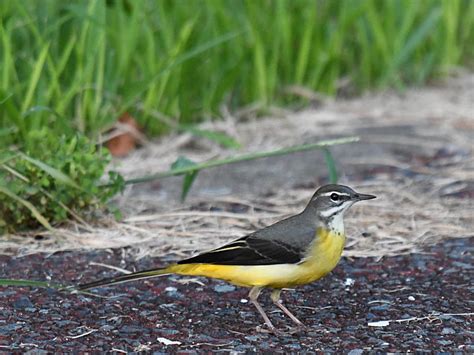 キセキレイ成鳥夏羽冬羽移行中02