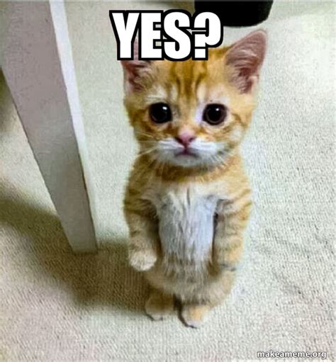 Yes Cute Cat Standing Meme Generator