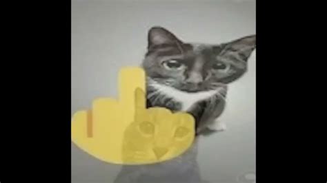 Gato Tirando Dedo Xd Youtube