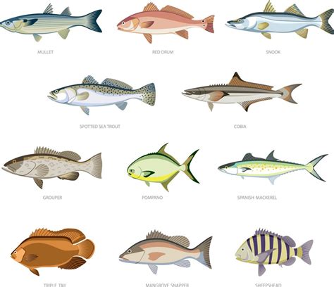 Eleven Types Of Fish Youll Find In The Gulf Of Mexico Sarasota Magazine