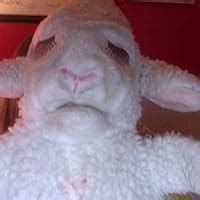 The Jet Sex Airline Stewardesses And The Making Of An American Icon By Victoria Vantoch Goodreads