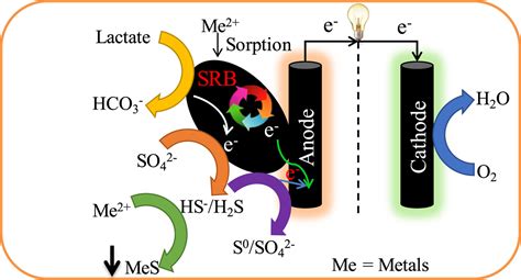 Solved How Do You Expect Srbssulfate Reducing Bacteria To Generate