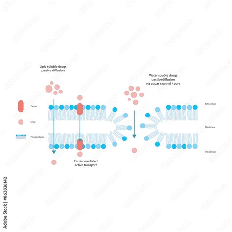 Diagram Of Drug Absorption Through Phospholipid Membrane Passive Diffusion Of Water Soluble