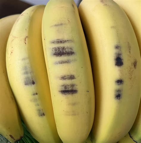 I Think Something Went Wrong With My Ladder R Labrats