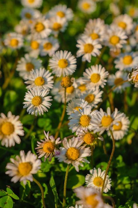 경치 계절 고요한 꽃 꽃 무늬 꽃무늬 꽃밭 꽃잎 노란 수술 노란색 센터 녹색 녹지 다채로운 데이지 데이지 꽃 매크로 벨리 페 렌스 보케 봄