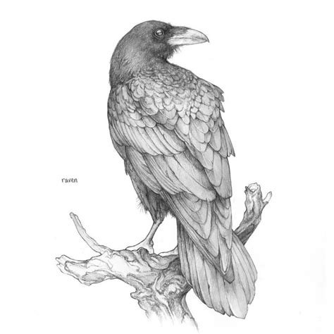 Pin On Ворон Crow Tattoo Design Crows Drawing Sketches