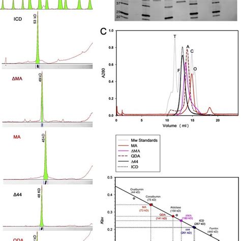 Sec Mals Determination Of Oligomeric Assembly A Both The Icd Dotted
