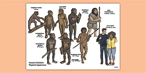 Human Evolution Physical Appearance Diagram Teacher Made