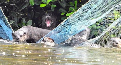 Otter Attack Victims Meet On October 2