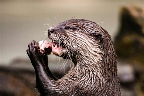 From Kibble To Crabs The Science Of Feeding Asian Small Clawed Otters