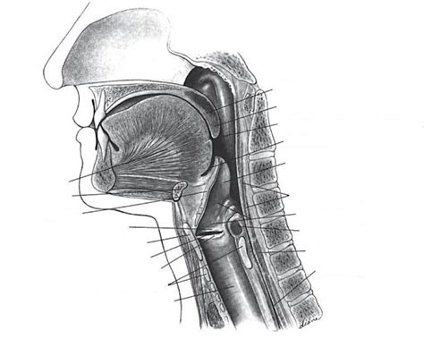 Dysphagia Midterm Pt 2 Lateral Chart Diagram Quizlet