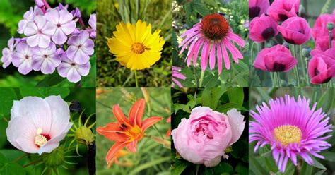 Examples Of Perennial Flowers