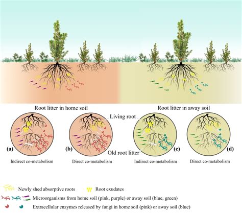 Fungal Community Dissimilarity Functional Ecology Plain Language