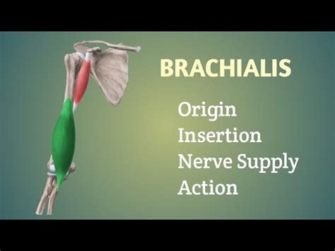 Brachialis Muscle Origin Insertion Nerve Supply Action
