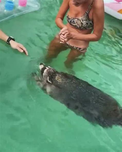 Енот Тёма плавает в своём личном бассейне Youtube