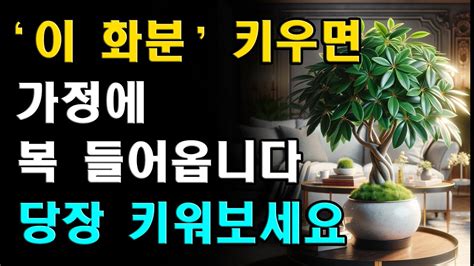 복을 부르는 3가지 화분 당장 이 화분을 키워보세요 Youtube