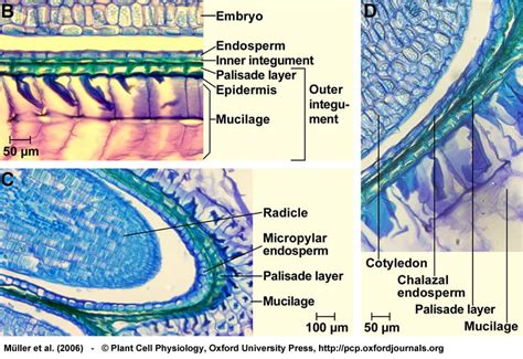 The Seed Biology Place Seed Structure And Anatomy