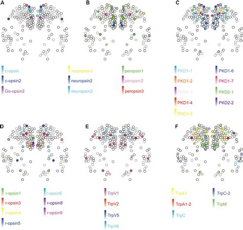 Figures And Data In Synaptic And Peptidergic Connectome Of A Neurosecretory Center In The