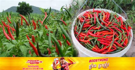 ក្រសួងកសិកម្ម៖ និន្នាការតម្លៃម្ទេសរយៈពេល ៥ឆ្នាំ ចុងក្រោយនេះ ហក់ឡើងដល់ ២០០០០រៀលក្នុងមួយគីឡូក្រាម