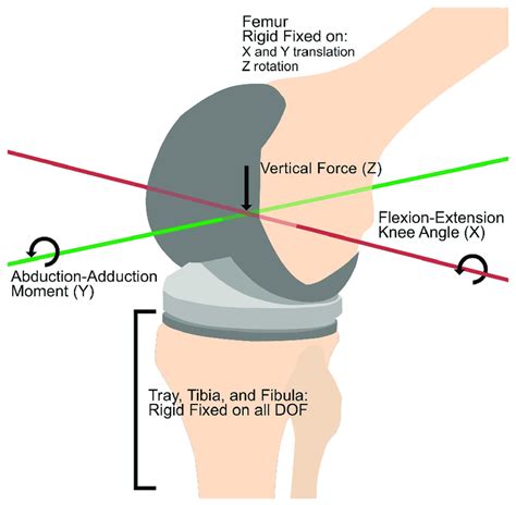 Loading Diagram Of The Knee Joint Model Download Scientific Diagram