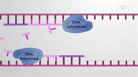 Dna Polymerase