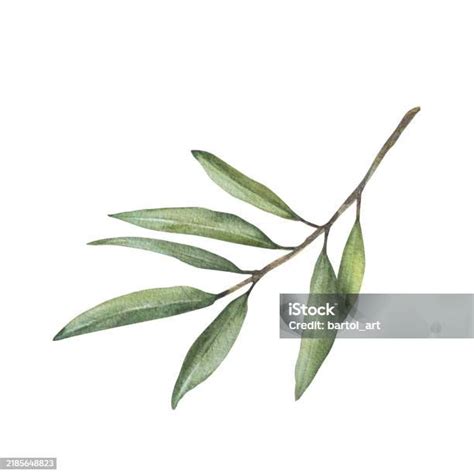 푸른 잎으로 열매를 맺지 않는 올리브 가지 수채화 꽃 클립 아트 손으로 그린 단풍 그림 0명에 대한 스톡 벡터 아트 및 기타 이미지 0명 나무 나뭇가지 Istock