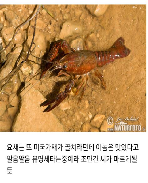 생태계 교란종 근황 유머 움짤 이슈 에펨코리아