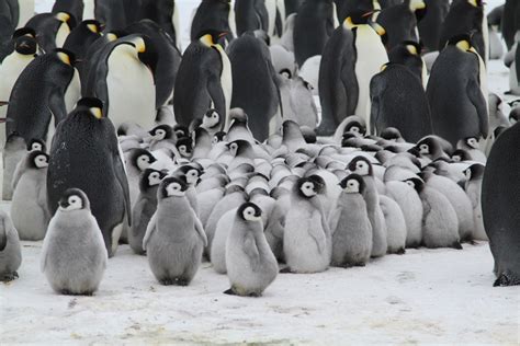 황제펭귄 펭이와 솜이 Pengi And Sommi 상세정보 씨네21