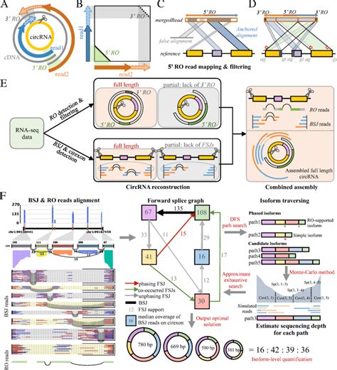 Workflow Of Reverse Overlap Detection And Full Length Circular Rna