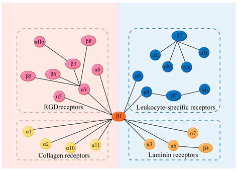 IJMS Free Full Text The Interplay Between Integrins And Immune