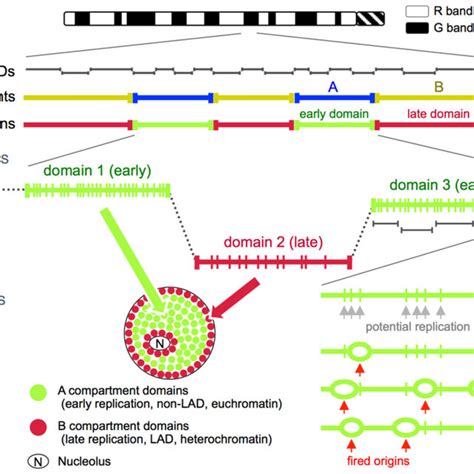 A Model For Dna Replication Timing Regulation In Mammalian Cells Download Scientific Diagram