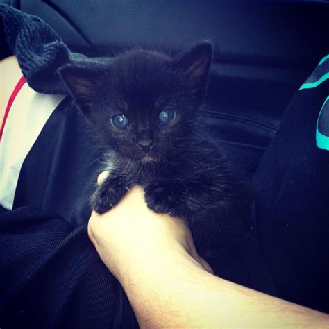 1480 Best Meet Kitty Images On Pholder Aww Gingerkitty And Calico Kittys