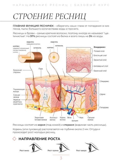 Строение ресниц Наращивание ресниц Ресницы Ресницы советы