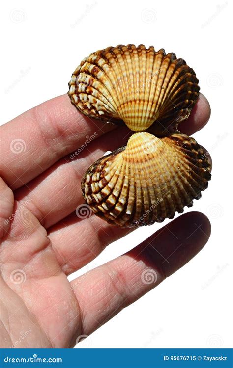 Seashell Of Bivalve Mollusc White Trough Shell Or Rayed Trough Clam