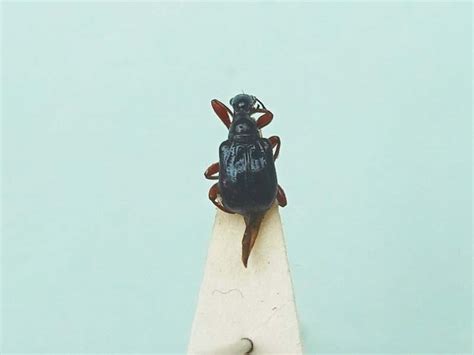 ヒメクロオトシブミ Compsapoderus Compsapoderus erythrogaster SNELLEN VAN